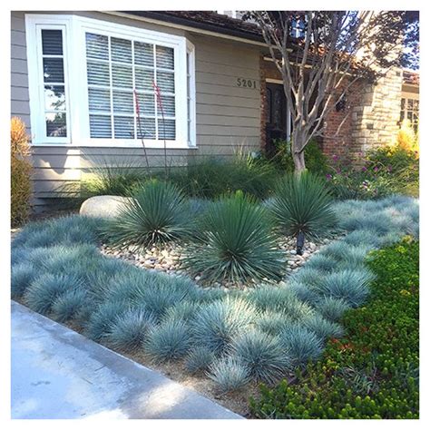 Blue Fescue Lawn