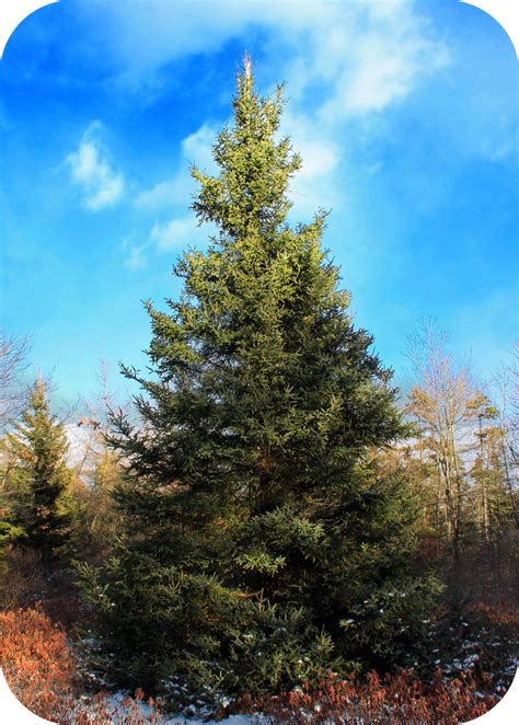 Welcome To Ck 12 Foundation Ck 12 Foundation