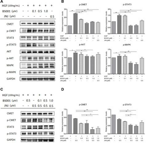 Full Article Suppression Of C Met Overexpressing Tumors By A Novel C Met Cd3 Bispecific Antibody