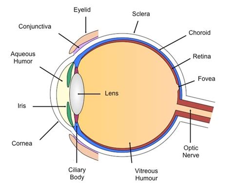 Anatomy Vision