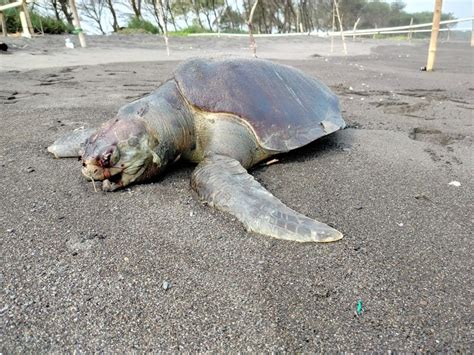 Lagi, Penyu Lekang Ditemukan Mati di Pantai Indokor Bantul