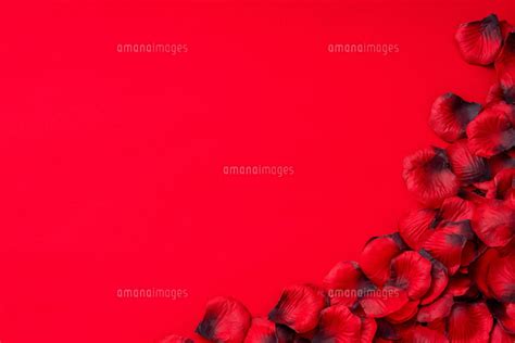 赤い背景と花びら（造花）の写真素材 Fyi07928277 ストックフォトの Qlean Market（キュリンマーケット）