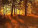 Nature Screensavers Download Animated Forest 3d Screensavers For