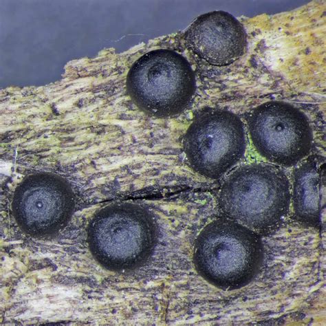 Rosellinia Britannica