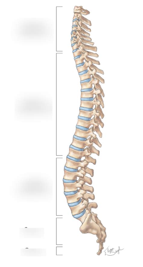 Vertebrae Diagram Quizlet