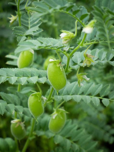 What Is A Chickpea Plant At William Fellows Blog