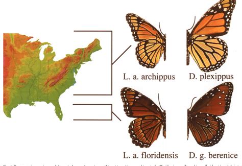 Viceroy Butterfly