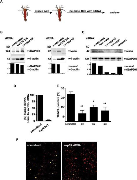 A Schematic Representation Of The Experimental Protocol For The Sirna