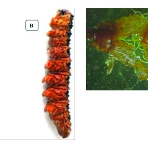 Dead Larvae Of Cabbage Butterfly Pieris Brassicae A Killed By