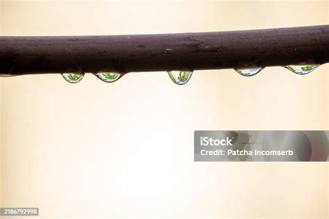 파파야 잎 줄기 아래 빛나는 여러 빗방울에 녹색 잎이 있는 파파야 나무의 반사 0명에 대한 스톡 사진 및 기타 이미지 0명 갈색 계절 Istock