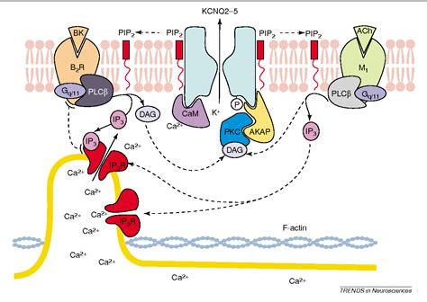 Figure 1 From Functional Organization Of Plc Signaling Microdomains In Neurons Semantic Scholar