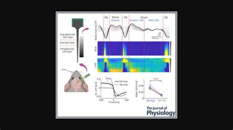 细胞外场电位记录中的自发慢波振荡反映了激发和抑制的交替优势 The Journal Of Physiology X Mol