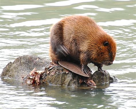 Beaver Interesting Fact And Fun The Wildlife