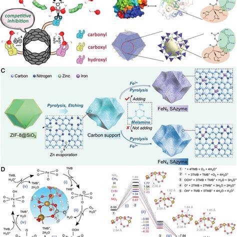 A Schematic Illustration Of The Peroxidase‐like Activity Of O‐cnts Download Scientific