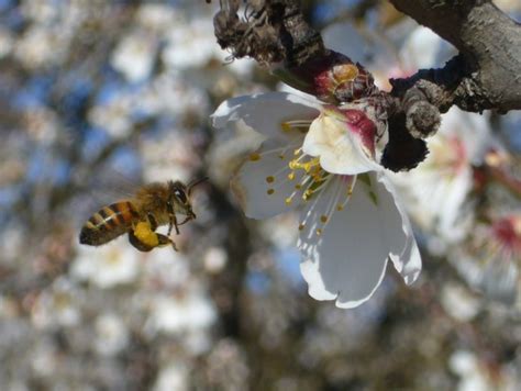 Sick Bees Part 9 Pathogens And Plagues Scientific Beekeeping