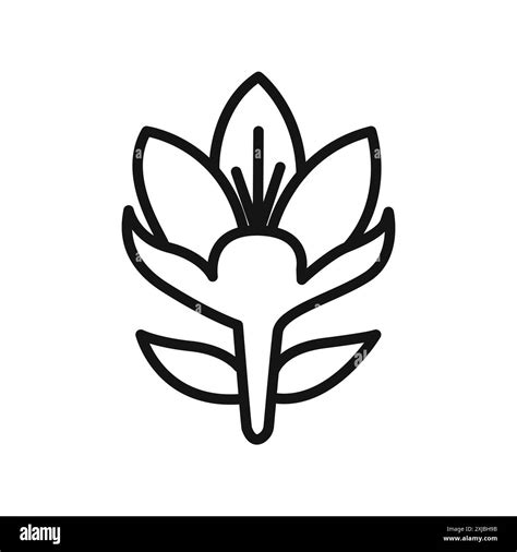 Saffron Crocus Plant Drawing Stock Vector Images Alamy