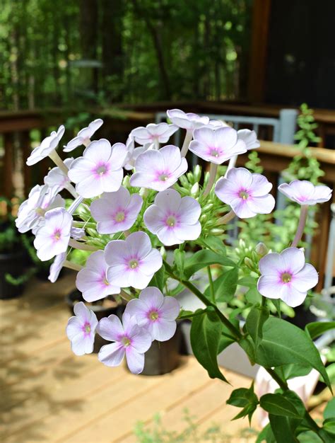 Using Georgia Native Plants Phlox An American Perennial