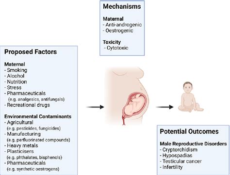 Figure 2 From Environmental Impacts On Male Reproductive Development