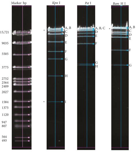 Restriction Fragmentation Patterns Of Viral Genomic Dna Using The Download Scientific Diagram