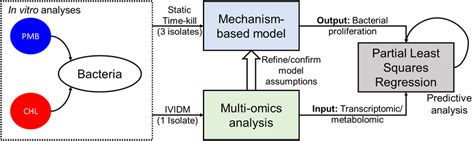 workflow of multi‐scale modeling approach in vitro analyses were