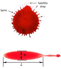 The Fluid Dynamics Of Droplet Impact On Inclined Surfaces With