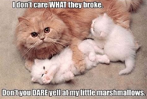 Celebrate Mothers Day With Some Of Our Favorite Mom Cat Memes Cat