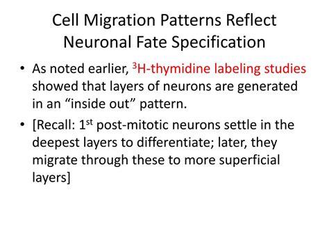 Ppt Neuronal Migration In Cns Development Powerpoint Presentation