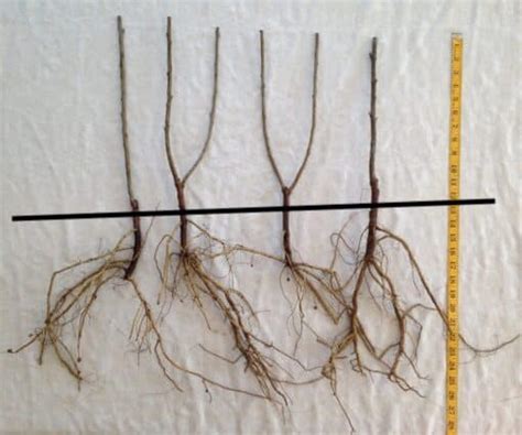 How To Plant Your Bare Root Sea Buckthorn Shrub Omega Fruit Sea