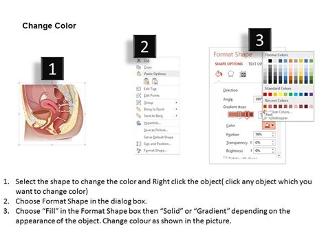 The Human Female Genital System Medical Images For Powerpoint Presentation Graphics
