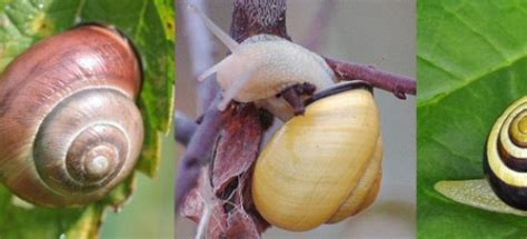 difference between mutation and polymorphism definition causes