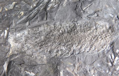 Lycopod Cone Lepidostrobus The Natural Canvas