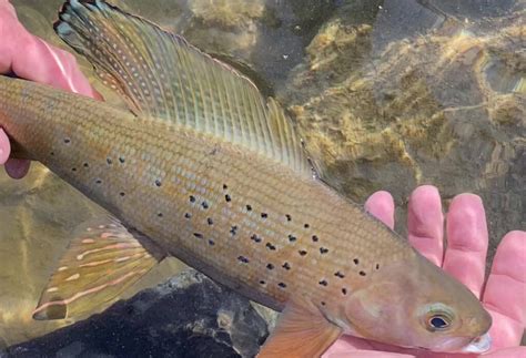 Arctic Grayling In The Parsnip Watershed The Story Continues