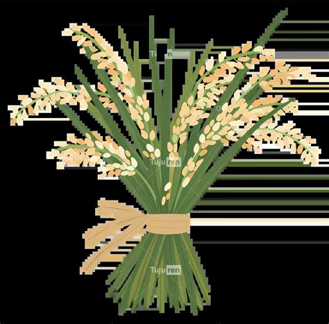 一捆稻子新割的草绿草园艺农业 新割的绿草绑在一起免抠素材模板下载 图巨人