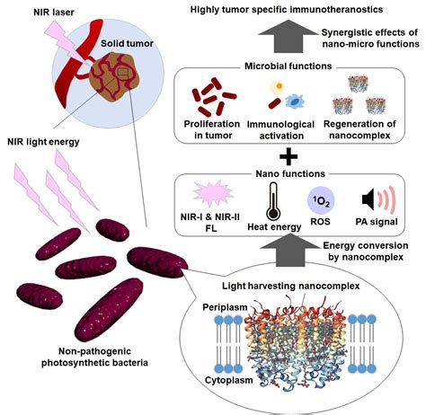 Purple Photosynthetic Bacteria