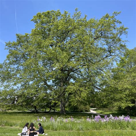 Tree Preservation Orders Reading Ascot Bracknell Maidenhead Wokingham Windsor