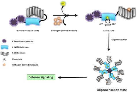 Schematic Representation Of A Nod Like Receptor Nlr Proposed