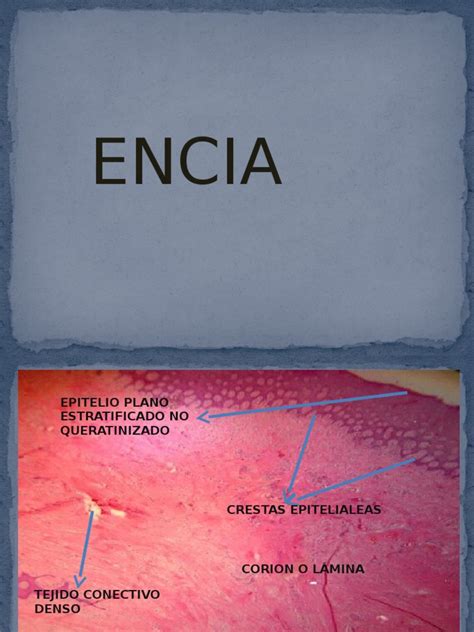 Pdf Encia Siul Dokumentips