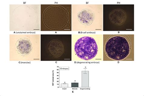 Nitroblue Tetrazolium Nbt Staining For Assessing Intracellular Ros
