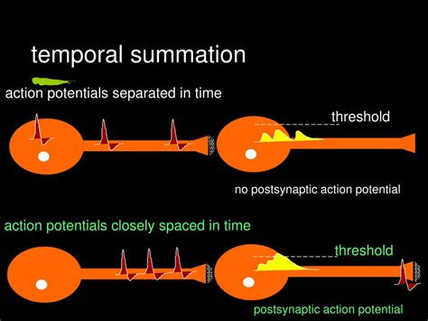 Ppt Synaptic Transmission Powerpoint Presentation Free Download Id