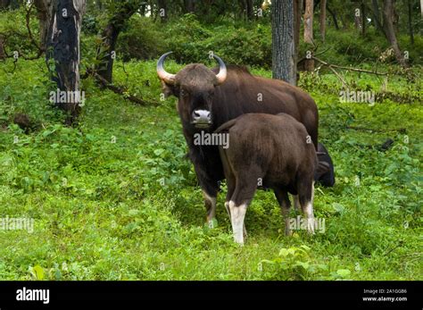 The Gaur Also Called The Indian Bison Is The Largest Extant Bovine