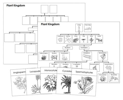 Plantae Kingdom Chart