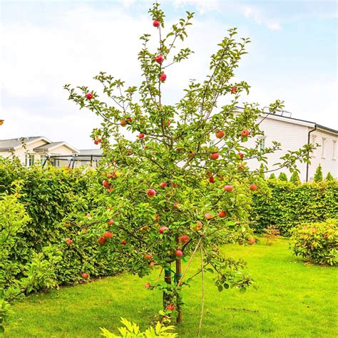 Apple Orchard Tree Bundle Gala Honeycrisp Fuji And Granny Smith