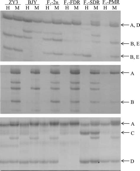 examples of msap profiles showing the inheritance and variation of dna