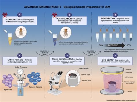 Biological Sample Prep For Sem External Products Wesleyan