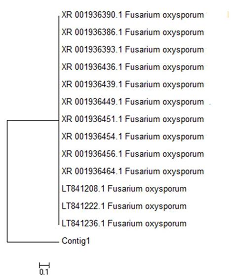 Phylogenetic Tree Constructed With Neighbor Joining Method With 18s