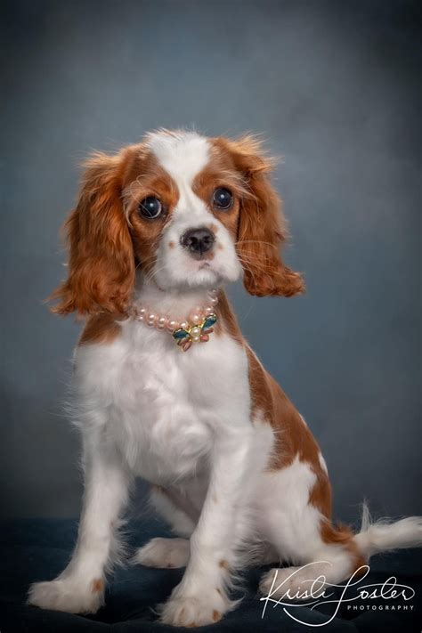 The 4 Cute Cavalier King Charles Spaniel Colors Guide