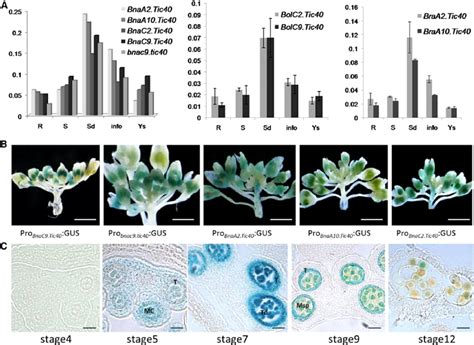 Expression Patterns Of Brassica Spp Tic40 Genes A Spatial And Download Scientific Diagram