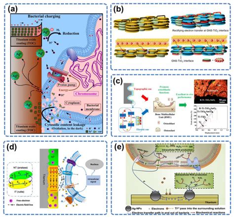 Functionalization Of Tio2 For Better Performance As Orthopedic Implants Pmc