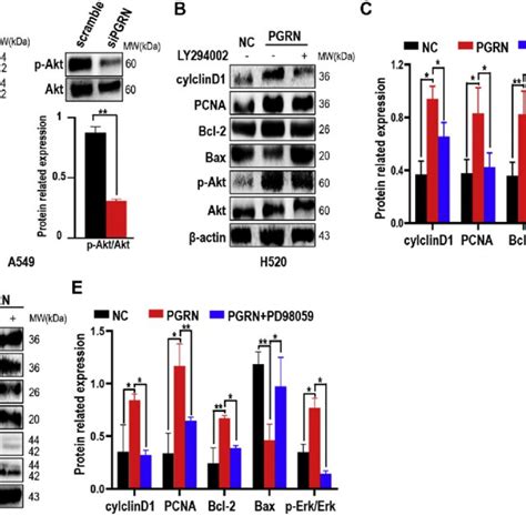 The Signaling Pathway Of Mapkerk And Pi3kakt Underlying The Effect Of