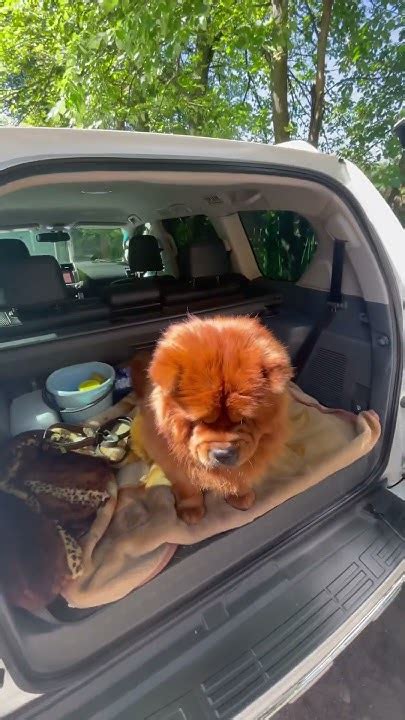 #собака Моя любимая собака по имени УМА ️ ️ ️🤙 - YouTube